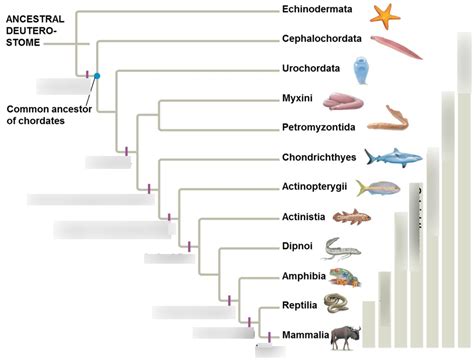 Vertebrates Phylogeny Diagram Quizlet