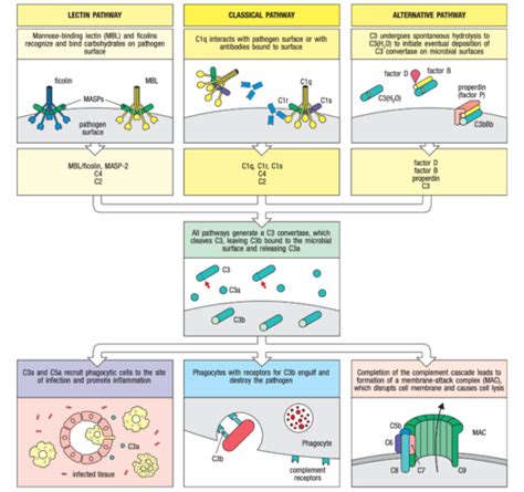 Infection And Immunity Flash Cards Flashcards Quizlet
