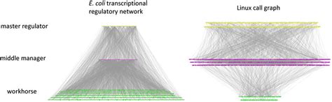 The Hierarchical Layout Of The E Coli Transcriptional Regulatory