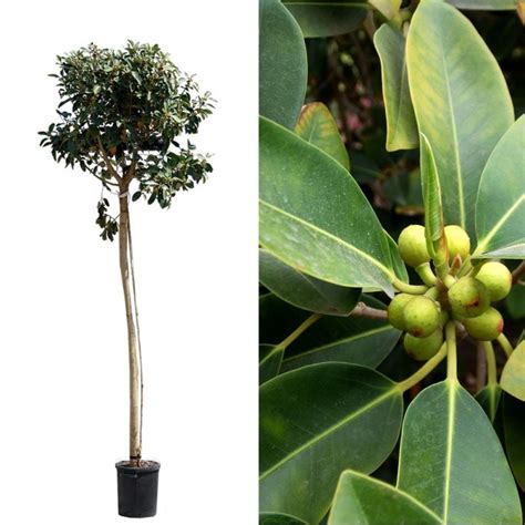 Ficus Australis V50 H350 Cm Megatek