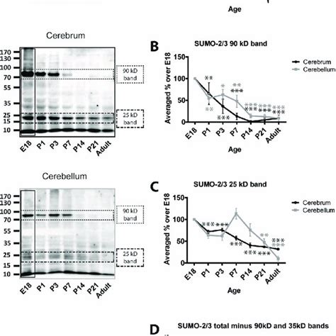 Levels Of Sumo 1 Conjugation To Substrate Proteins Representative