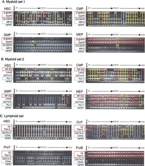 Multiplex Single Cell Rt Pcr Analysis Demonstrates The Existence Of