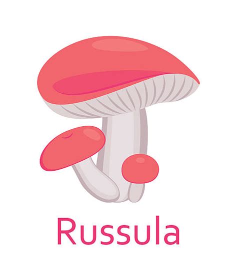 Mushroom Mycelium Grows Illustrations Royalty Free Vector Graphics