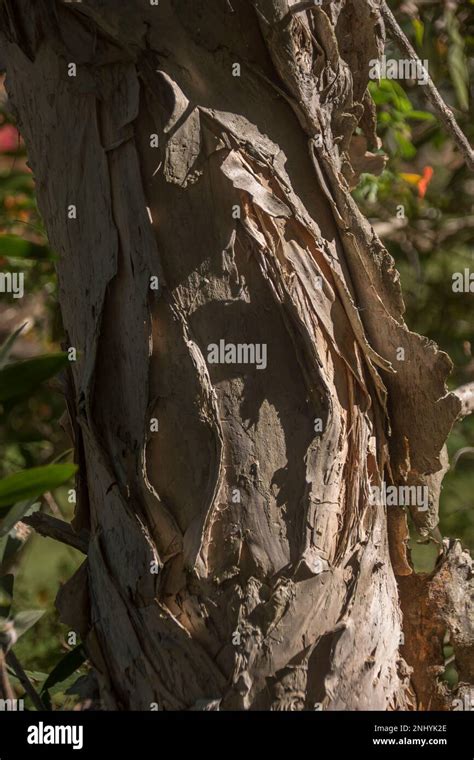 Close Up Of Soft Peeling Bark Of Australian Paperbark Tree Melaleuca