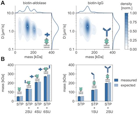 Mass Sensitive Particle Tracking To Characterize Membrane Associated