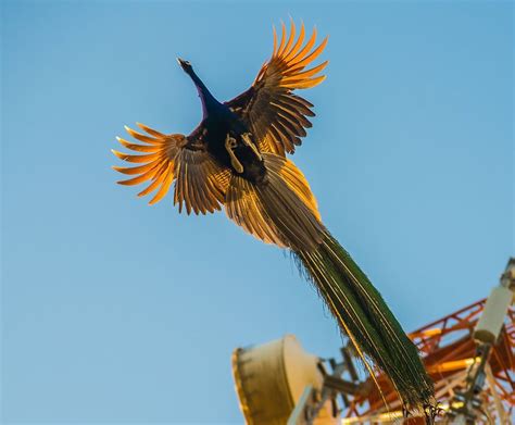 These Incredible Photos Of The Majestic Peacock In Full Flight Are Stunning