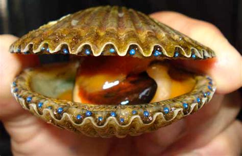 Scallops Eyes