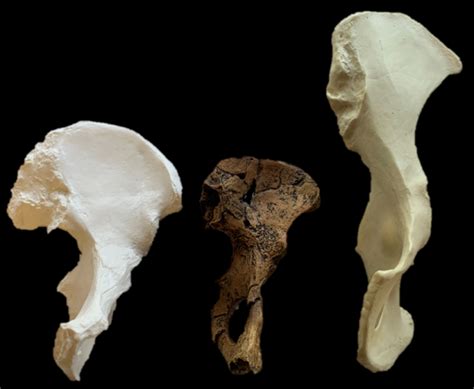 Australopithecines Our Apish Ancestors • New Creation Blog