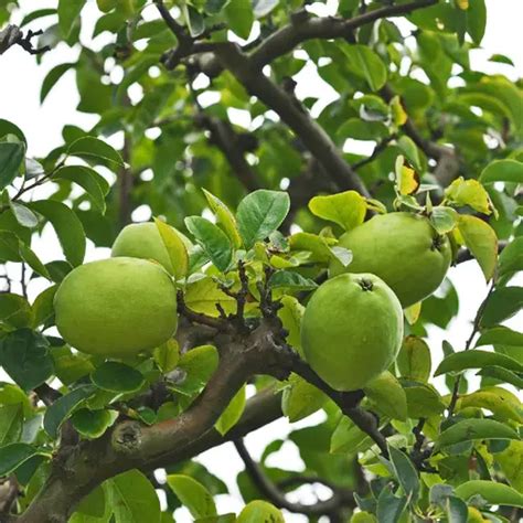 모과나무 Pseudocydonia Sinensis Picturethis