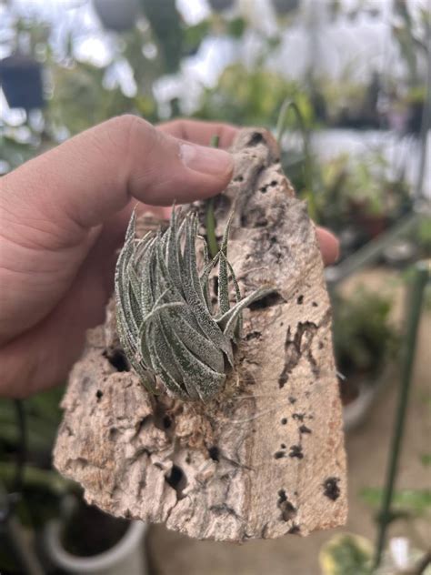Yahooオークション ティランジア・スプレンゲリアナ Tillandsia Spr
