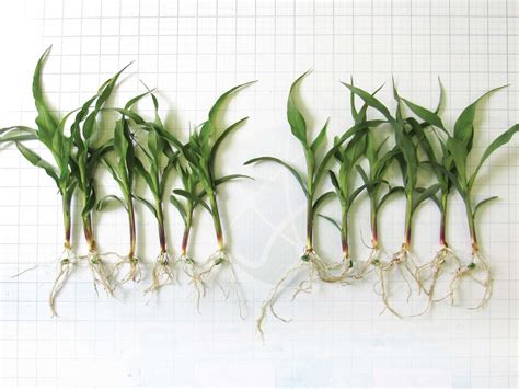 Active Boron™ Active Agriscience