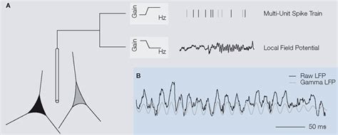 Frontiers Feature Selectivity Of The Gamma Band Of The Local Field Potential In Primate