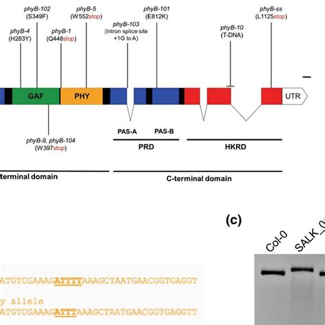 A Whole Genome Sequencing Of Salk015201 Indicates A Single Base Pair
