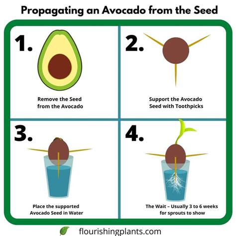 How Big Does The Avocado Tree And Fruit Get Flourishing Plants