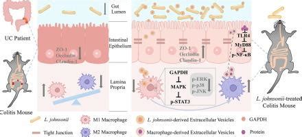 Lactobacillus Johnsonii Derived Extracellular Vesicles Carrying Gapdh