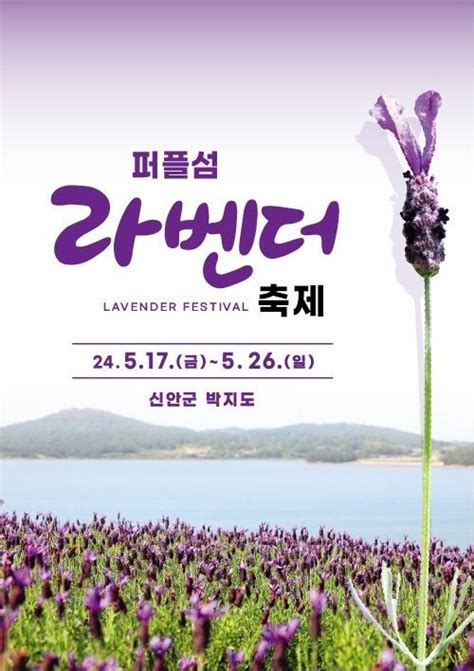 퍼플섬 2000만 송이 라벤더 꽃 축제 개최 아주경제