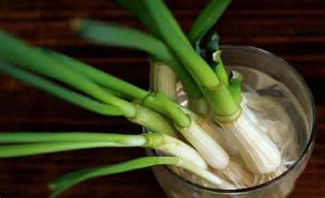 Reductress Scallion In Cup Of Water Growing Big Time