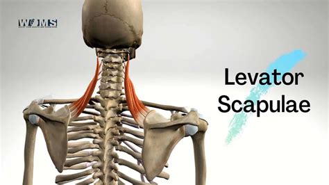 Levator Scapulae Muscle Anatomy Function And Pathology Kenhub Images