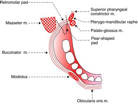 10 Impressions Pocket Dentistry