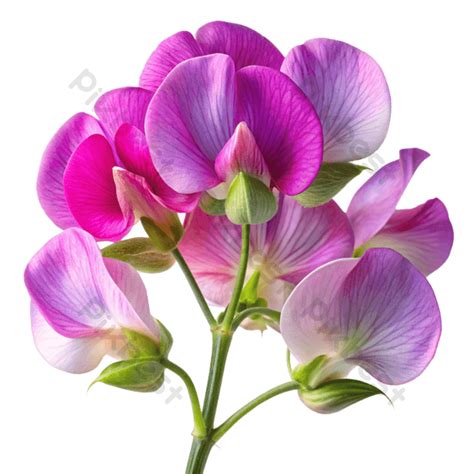 Sweet Pea Flower Png Images Png Free Download Pikbest