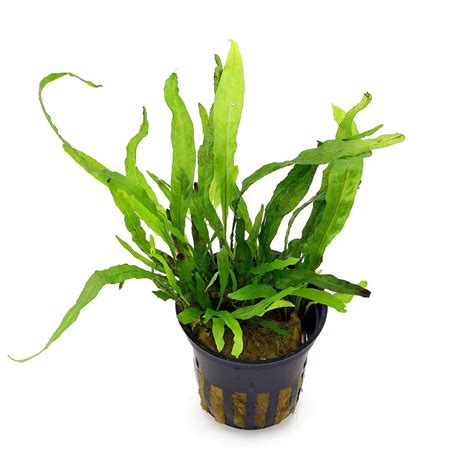 Microsorum Minor Heevis