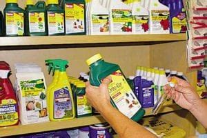 Tree And Shrub Pests And Diseases Grown By You