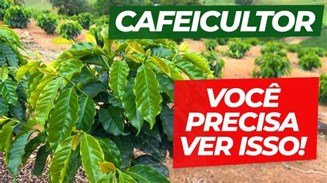 Fertirrigação Você Aduba sua Lavoura Enquanto Dorme No Pé do Café