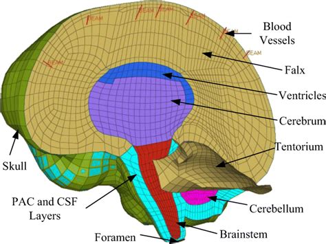Simon Finite Element Head Model Download Scientific Diagram