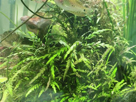 水草9月弓藏 站酷zcool