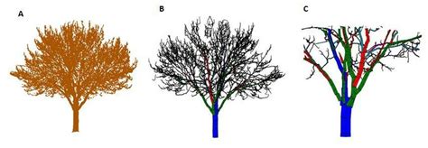 1 A The Leaf Off Point Cloud Of An Urban A Rubrum Tree B The