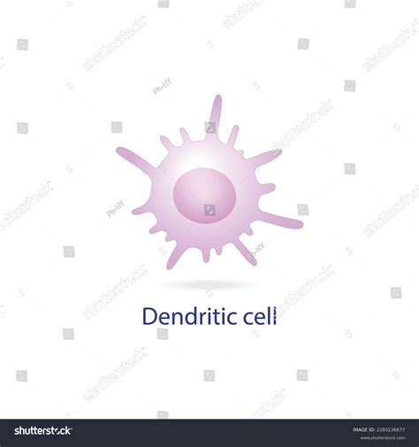Dendritic Cell Immune System Stained Microscopic Stock Vector Royalty Free