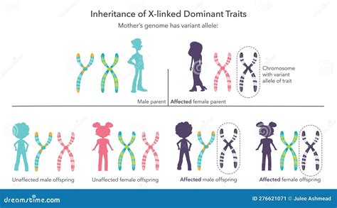 Sex Linked Dominant Influenced Character Infographic Diagram Human Male Female Cartoon Vector