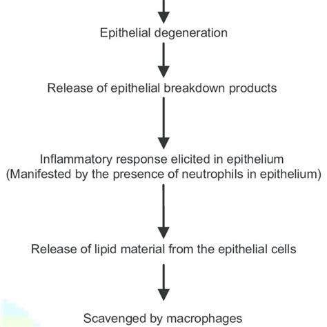 Flowchart Showing Etiopathogenesis Of Verruciform Xanthoma Download