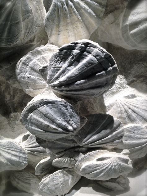 38 Best Images About Fossils Gems And Other Kool Rocks On Pinterest