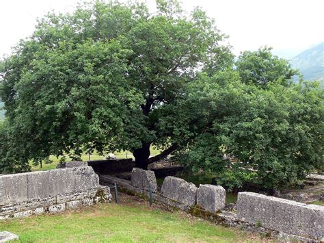 The Oak In Greek Mythology — Mira Karakitsou