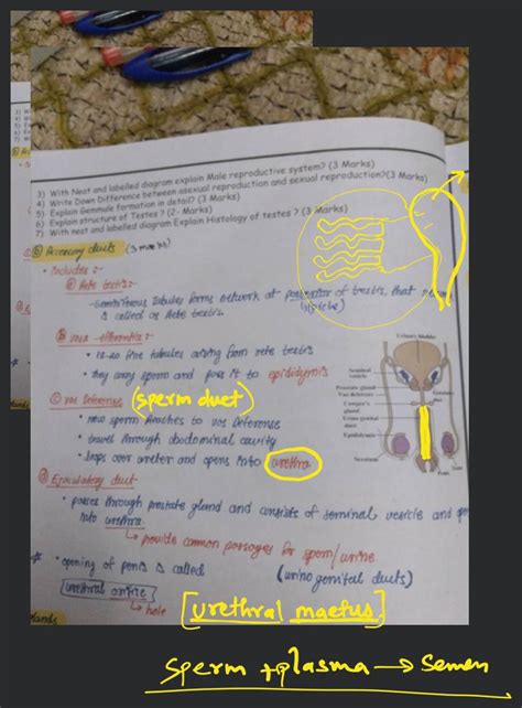 3 With Neat And Labelled Diagram Explain Male Reproductive System 3 Ma