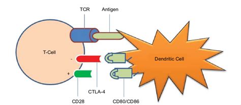 B T Cell Activation Is Initiated By The Interaction Between Cd28