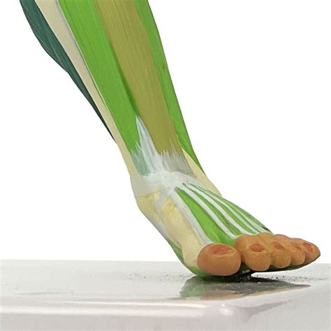 Figura Muscular colorida MogiGlass Anatomia e Simulação