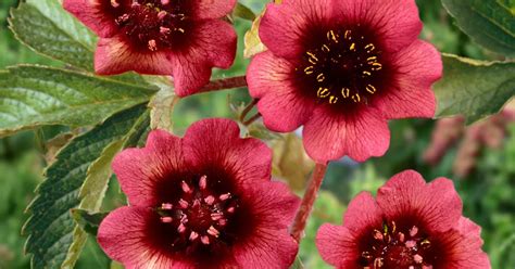 Potentilla thurberi 'Monarch´s Velvet' Pflanze, Pflege & Tipps Floragard