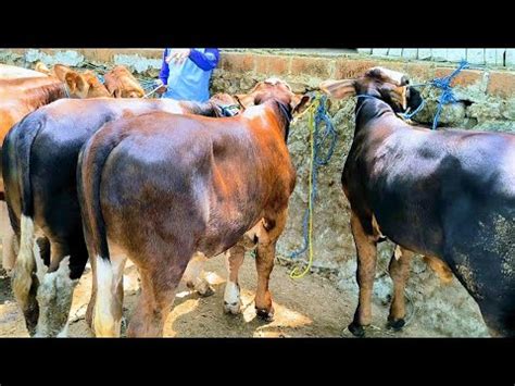 9 Juta Pegon Super Calon Jumbo Bikin Ngiler Pasar Sapi Jatirogo