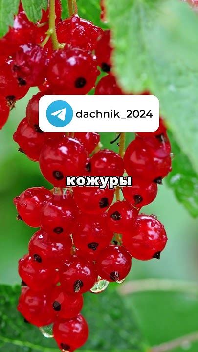 Лучшая подкормка для смородины Дачные советы дача и огород Youtube