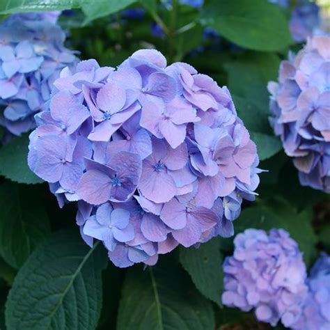 Hydrangea Lets Dance Sky View® Bigleaf Hydrangea Jackson And Perkins