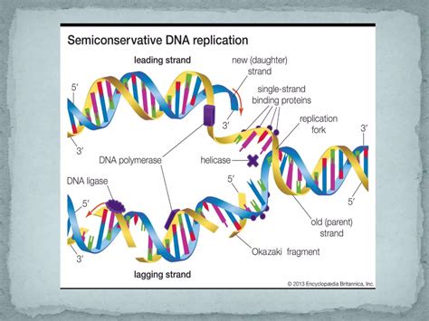 Origin Of Replication Replication Fork Enzymes Pptx