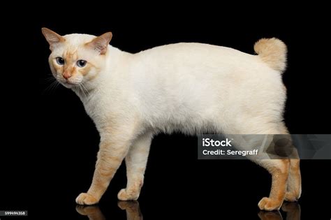 꼬리 메콩 밥테일 고양이 고립 된 검은 배경이없는 아름다운 품종 애완고양이에 대한 스톡 사진 및 기타 이미지 애완고양이 서