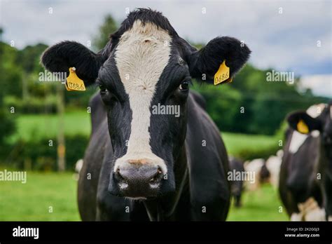 Healthy Cows Healthy Milk Cropped Shot Of A Herd Of Cattle Grazing On