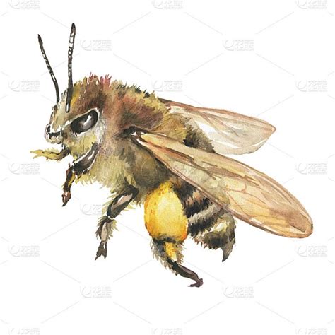 手绘插画蜜蜂野生昆虫特写的西方蜜蜂或欧洲蜜蜂 Apis mellifera 水彩手绘插图孤立的素材 花瓣网