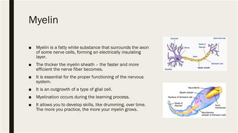 Grey Matter In The Brain Ppt Download