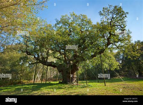 Sherwood Forest Major Oak Tree Edwinstowe Nottinghamshire England Uk Gb