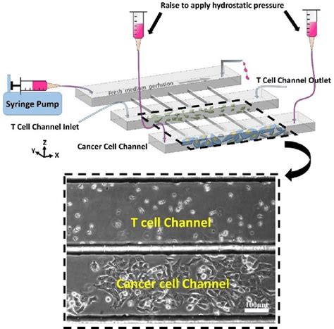 Schematic And Photographic Representation Of The Microfluidic Platform Download Scientific