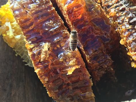 Gambar Makanan Alam Bahan Invertebrata Lebah Sarang Madu